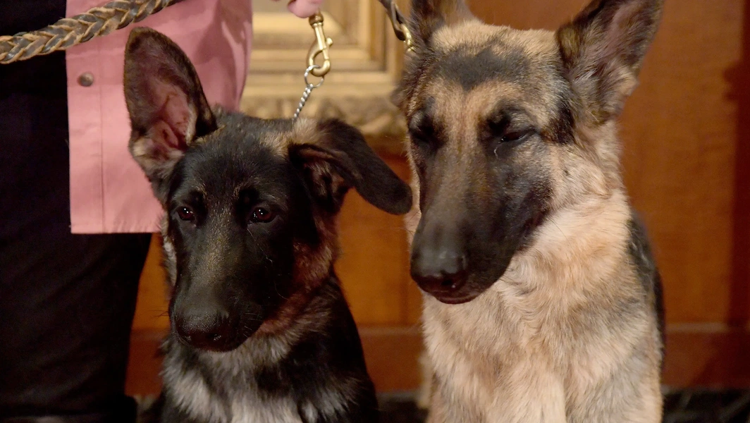 11 loyal and protective dog breeds