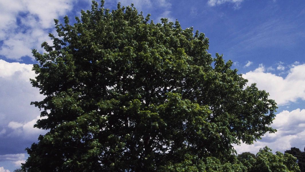 13 invasive trees and shrubs threatening native ecosystems