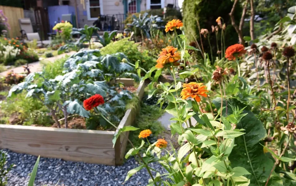 Grow dreamy gardens with zinnias and ranunculus