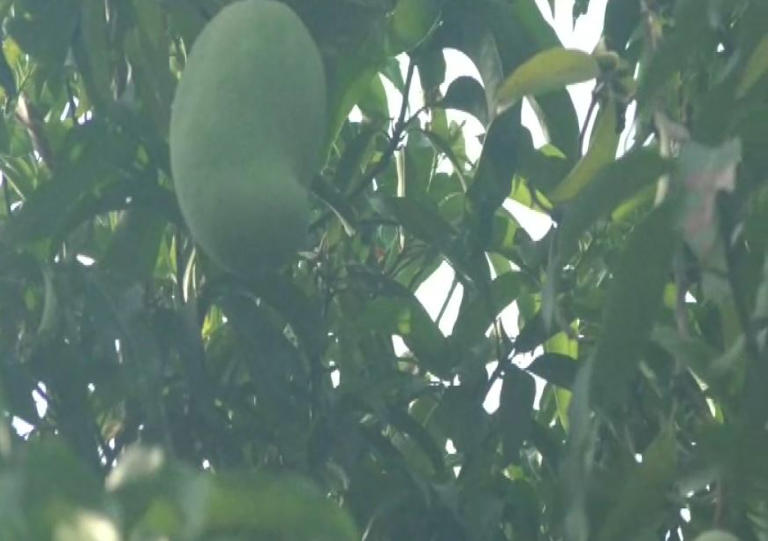 Meet the Noorjahan mango: Up to 5 kg in weight, Rs 3,000 in price per piece