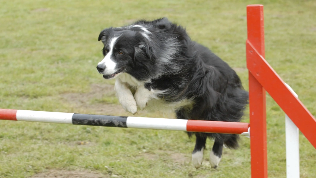 12 intelligent and capable large dog breeds