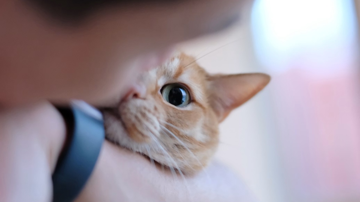 Do cats forget their humans? Here's what we know about how much they ...