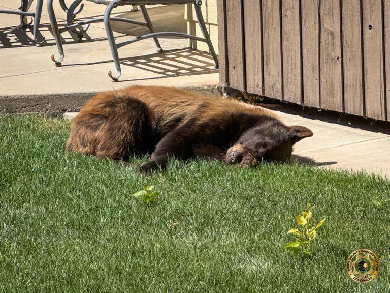 This was not on my bingo card: Black bear relocated after wandering ...
