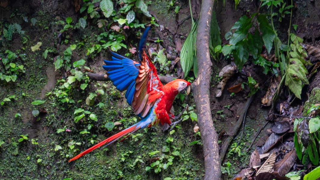 13 stunningly colorful birds from around the world