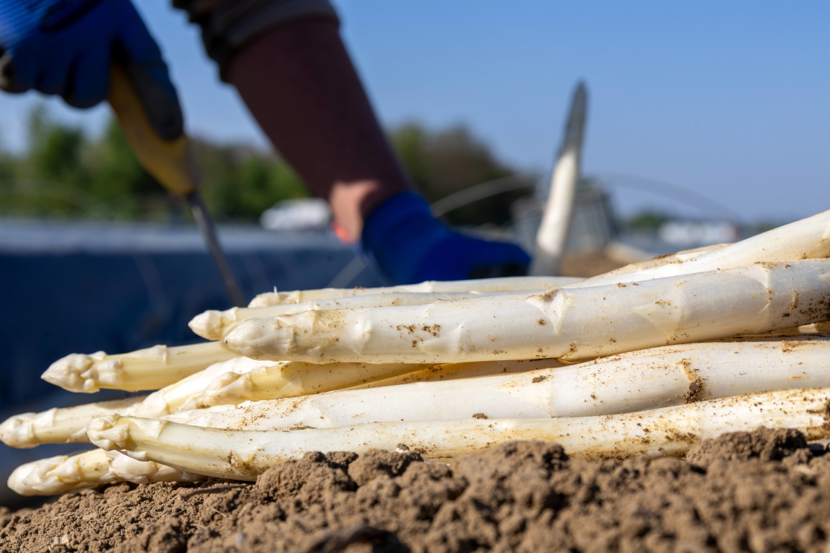 Spargel-Klau in NRW: Bauer heuert Detektiv an – "Ein Hektar Grünspargel ...