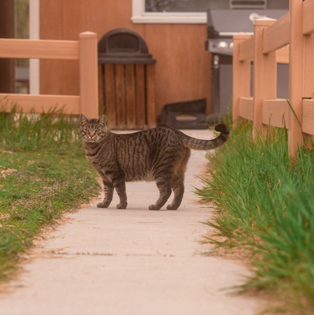 How brave police officers saved a trapped alley cat