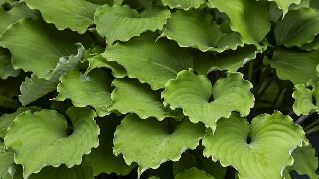 Hosta magic for every shady corner