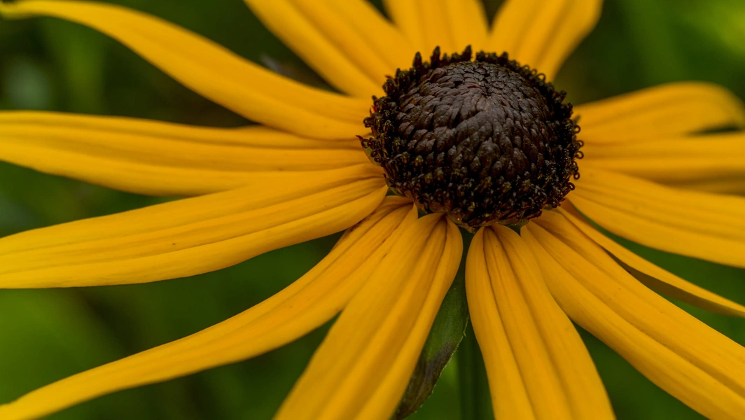 11 bright yellow perennials for seasonal garden color