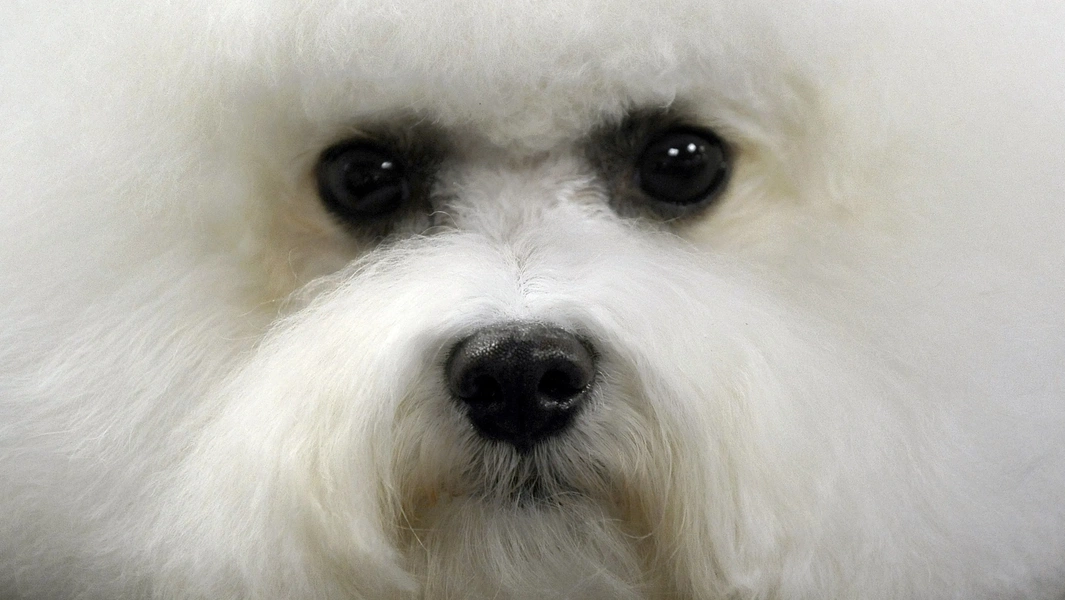15 beautiful white dog breeds