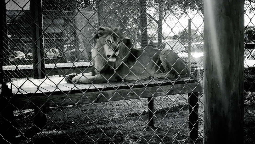 10 animals restricted or banned as US pets