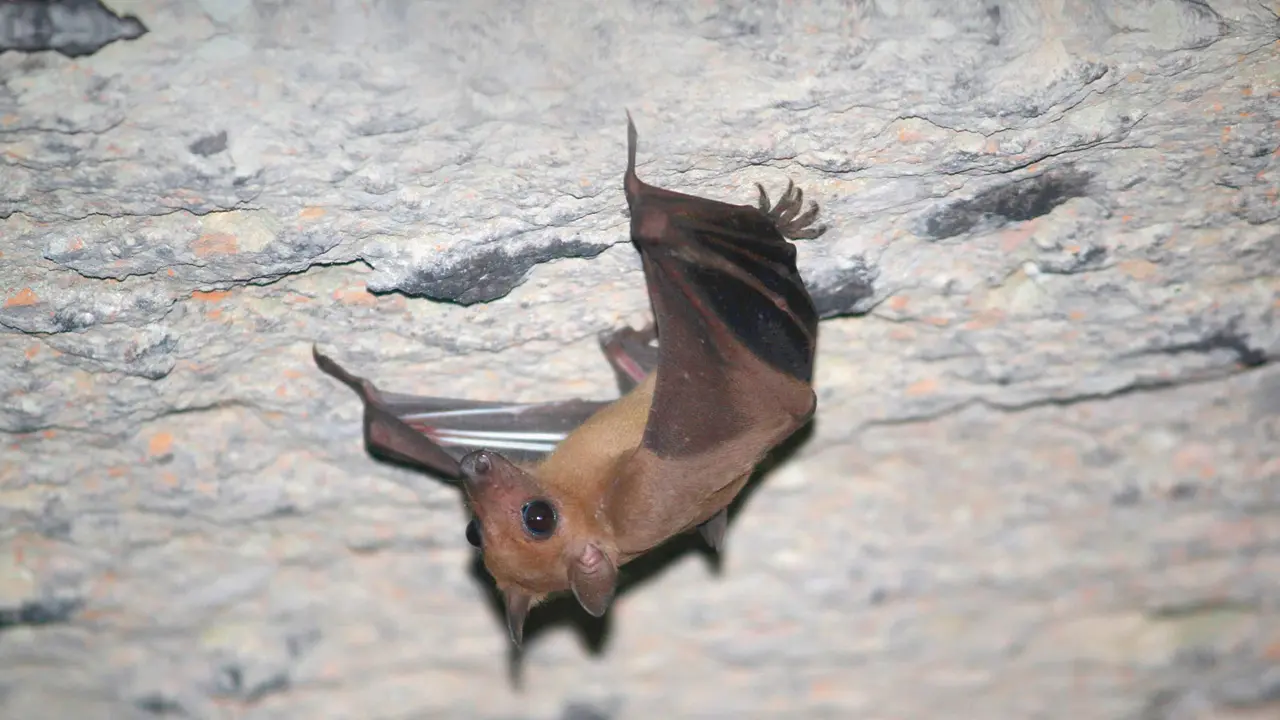 Learn about bats during this unique night-time walk in Mumbai