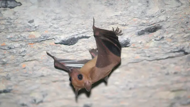 Learn about bats during this unique night-time walk in Mumbai