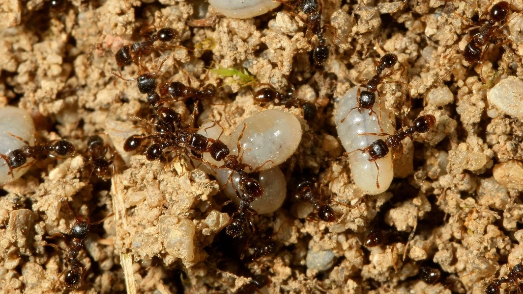 Ant colony in edible bed sparks push for natural control