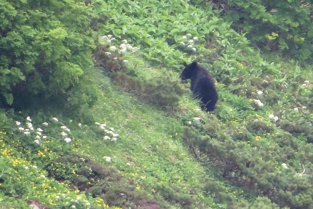 Why bear attacks are rising fast in Japan