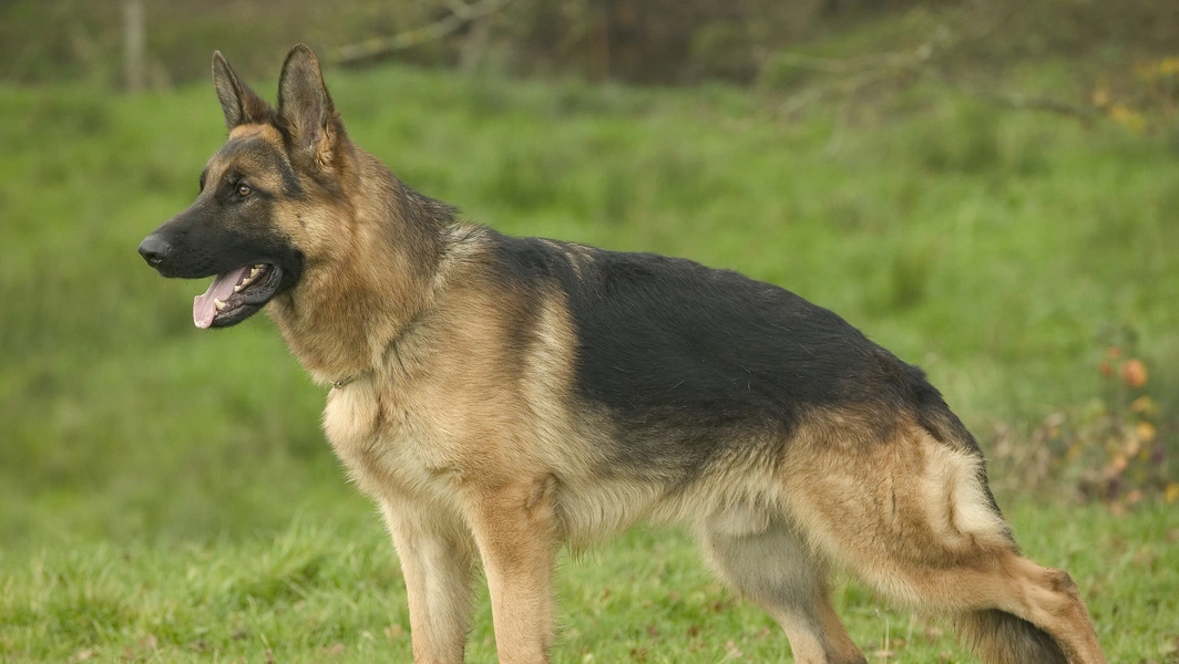 10 powerful and loyal guard dog breeds