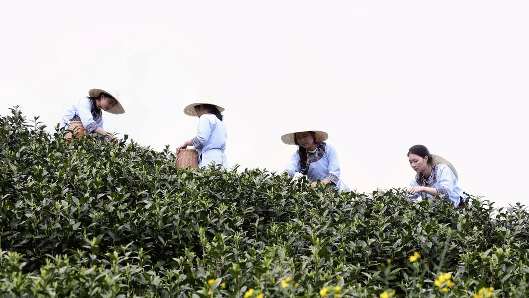 7 leading tea-producing countries worldwide