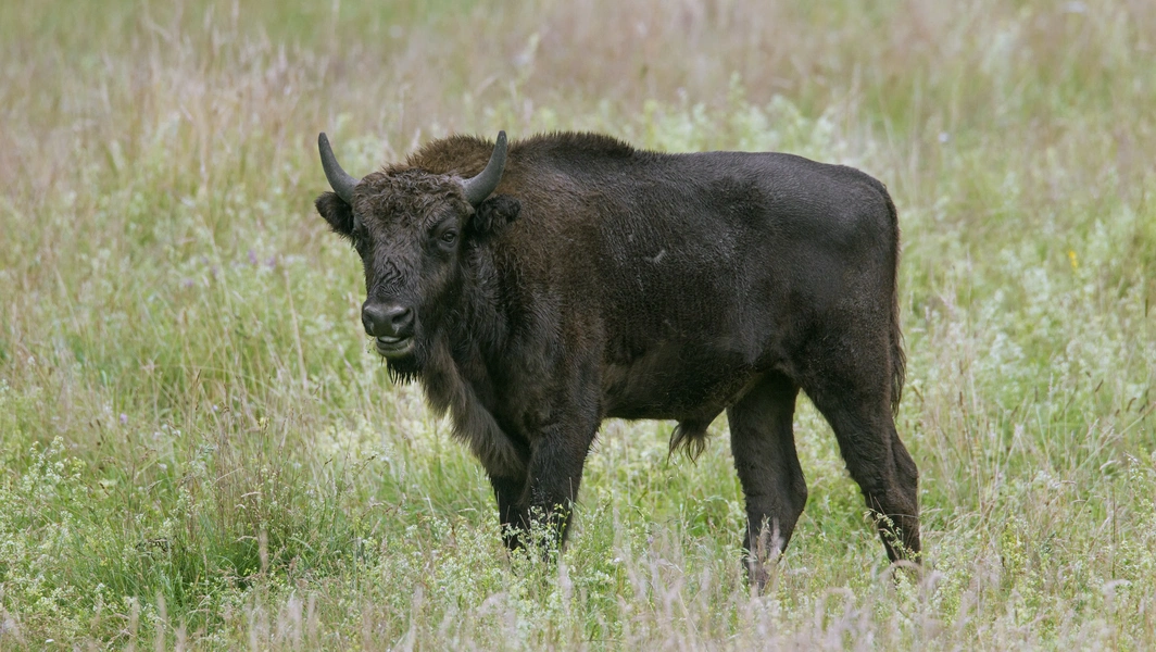 Bison rewilding transforms Cumbria’s landscapes