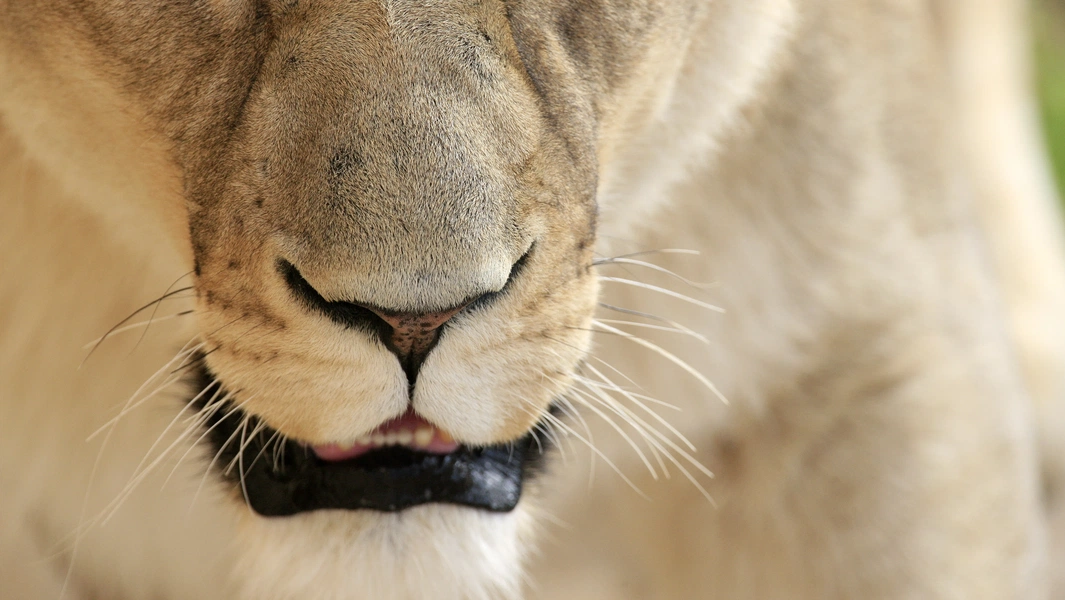 8 female leaders who rule the animal kingdom