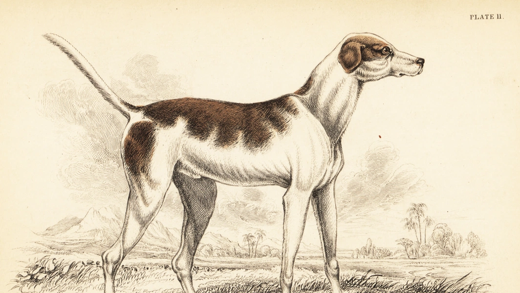 4 extinct dog breeds and their legacies