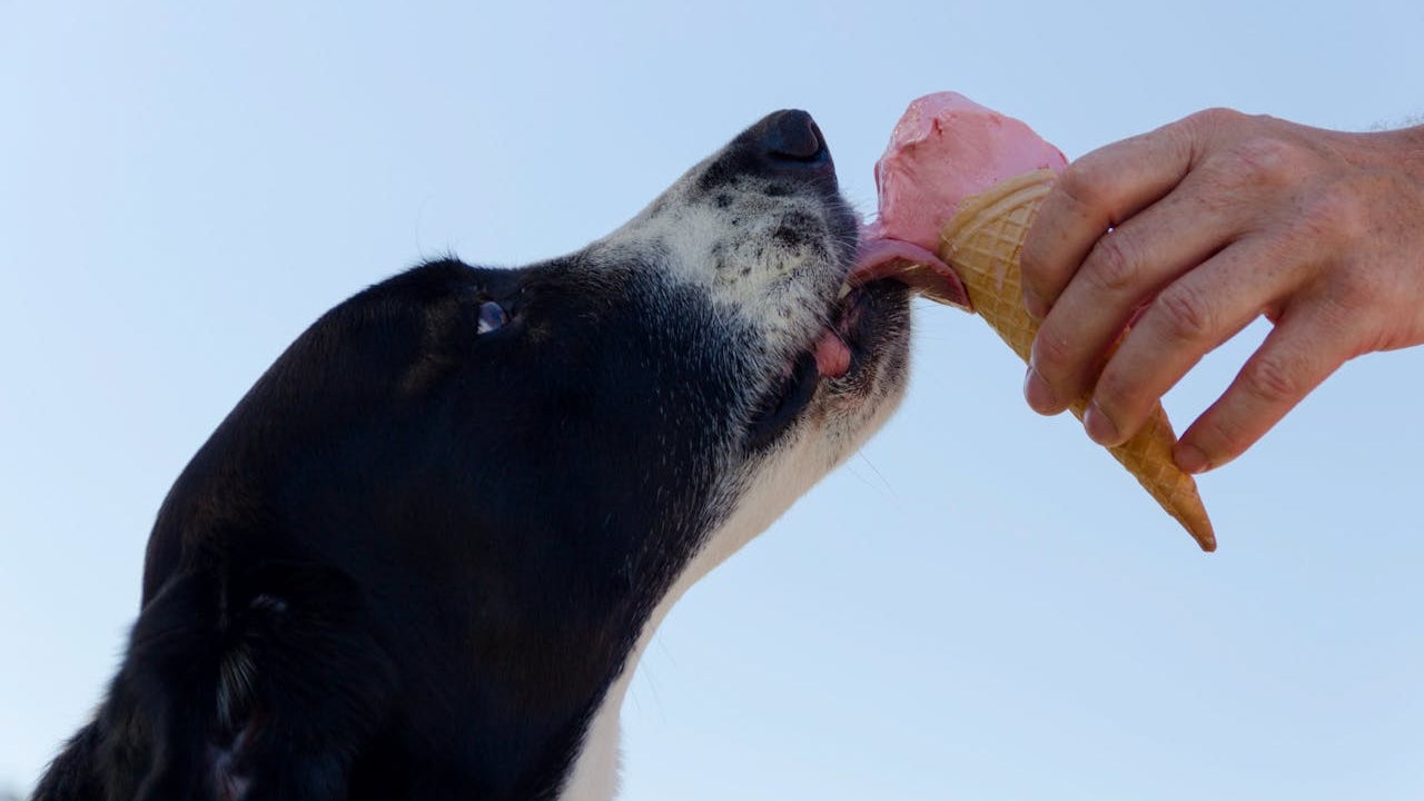 Helados para perros: cómo preparar el mejor remedio contra el calor ...