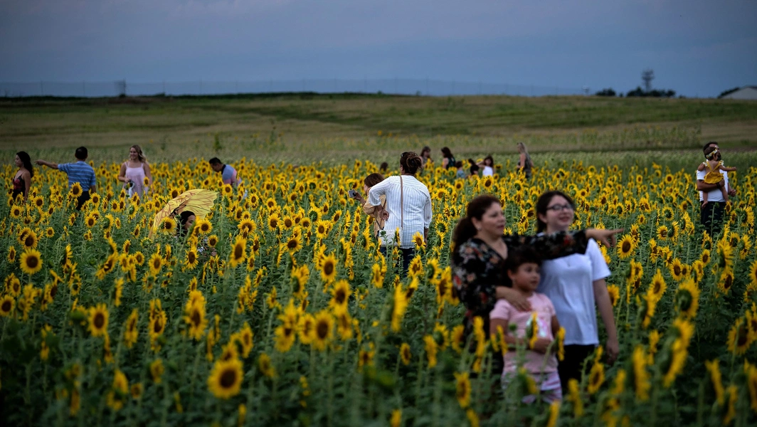 Virginia's sunflower festivals and visiting tips