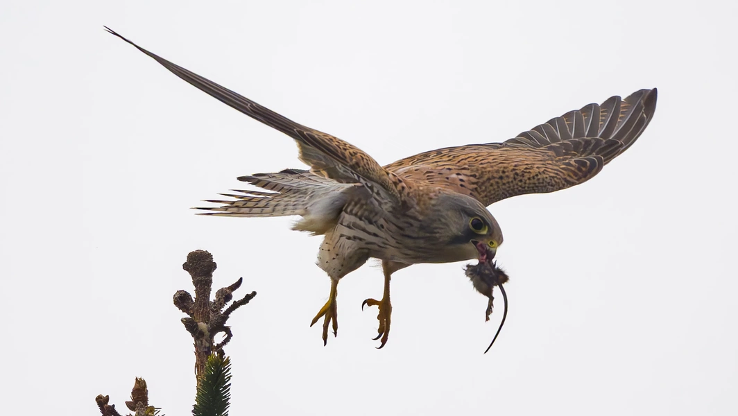 11 small predators shaping ecosystems
