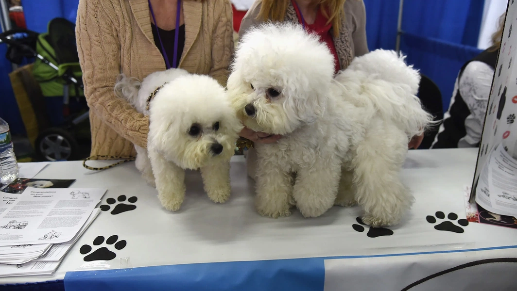 9 affectionate dog breeds that bond closely with families