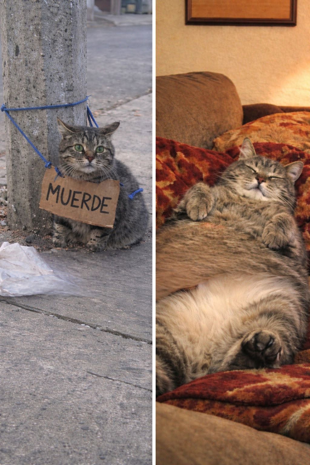 Gatto legato a un palo con un cartello "morde", tre anni dopo dorme ...