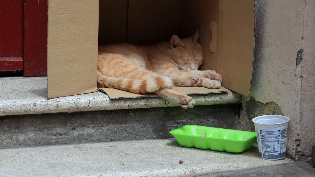 13 clever cat hiding habits and secret spots