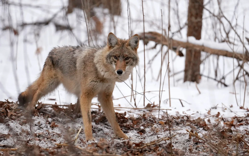 Why your neighborhood coyotes sing after dark