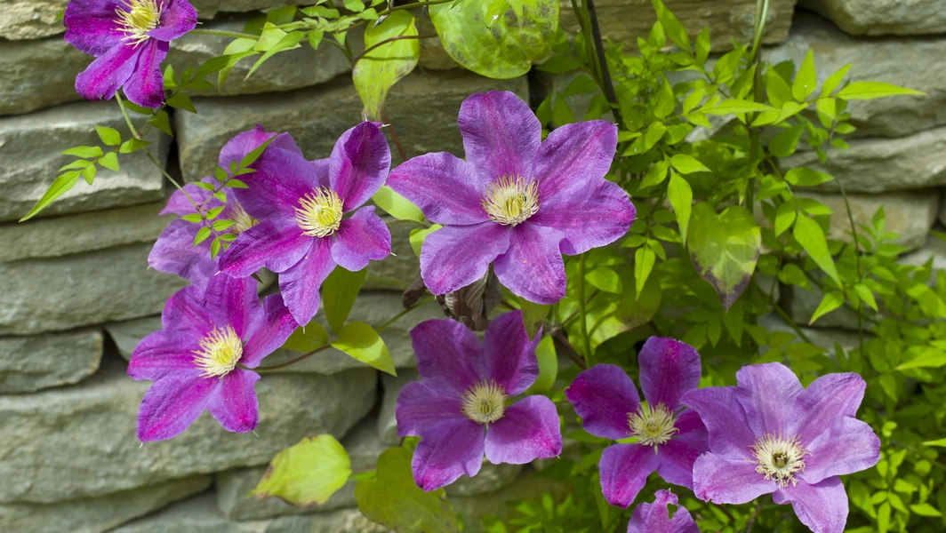 14 climbing plants perfect for pergolas