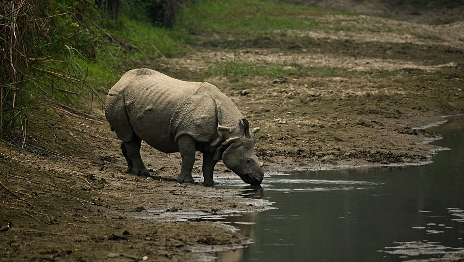 16 critically endangered species facing extinction