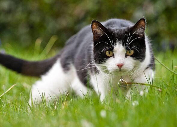 Cats 'won't go near' gardens or dig up plants if you scatter 19p item ...