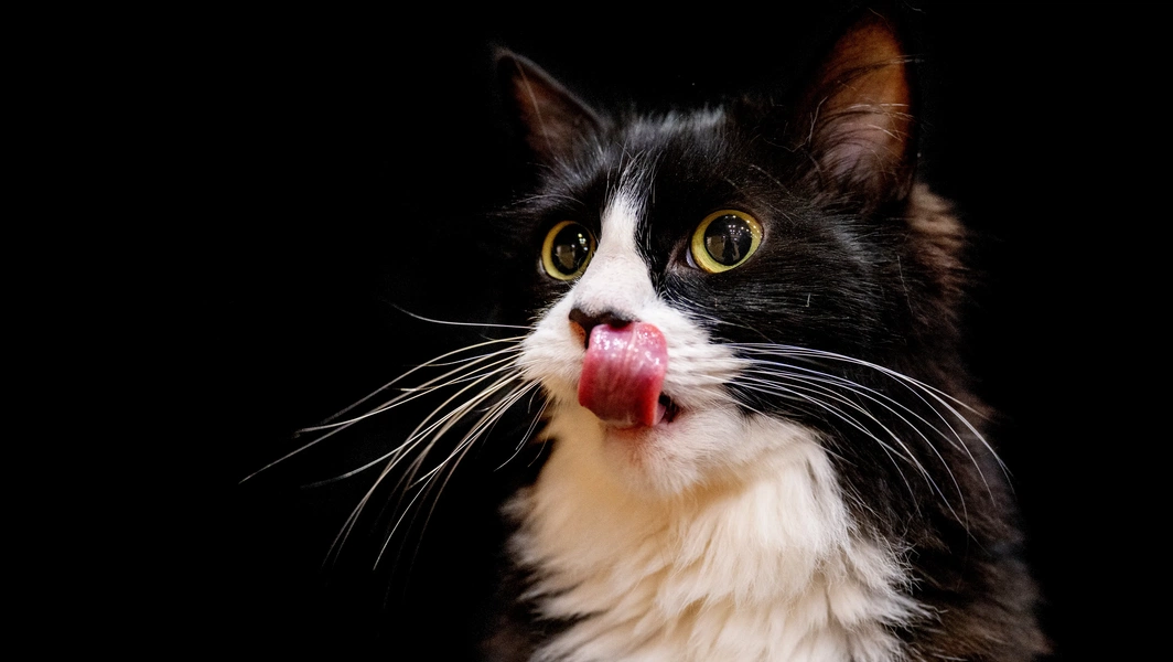 Why cats stick out their tongues