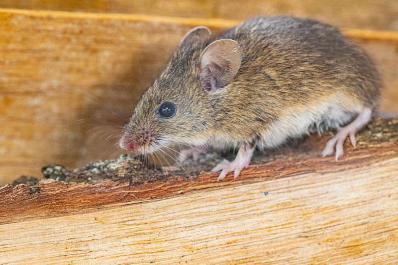 Keep rats out of your home all summer with £1 kitchen staple