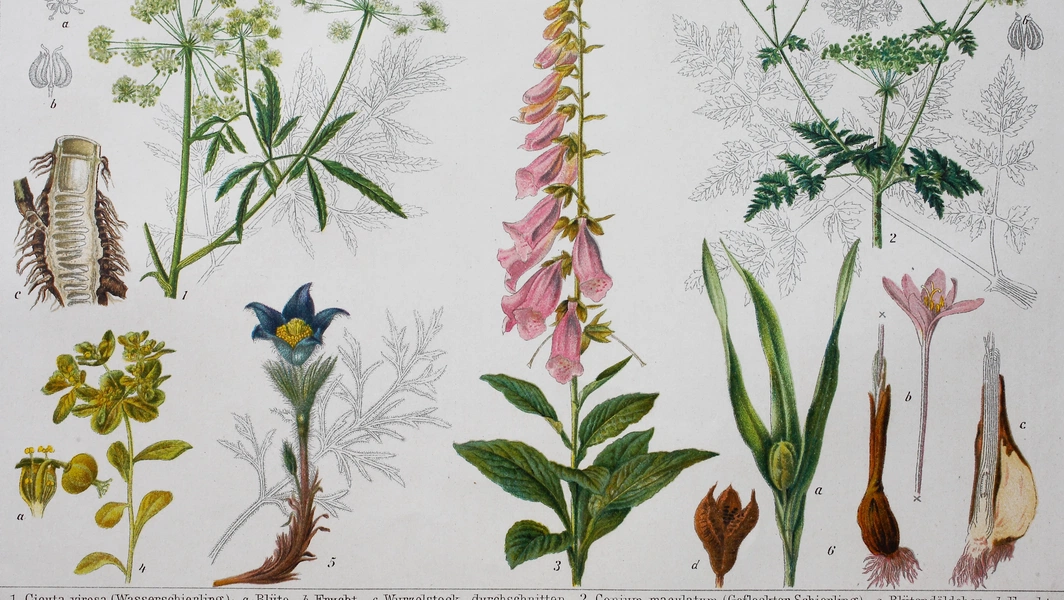 Facts and myths about poisonous plants