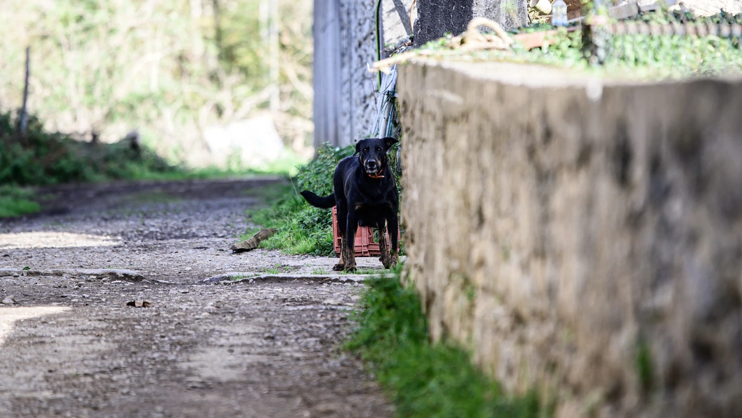 Understanding fear and aggression in dogs