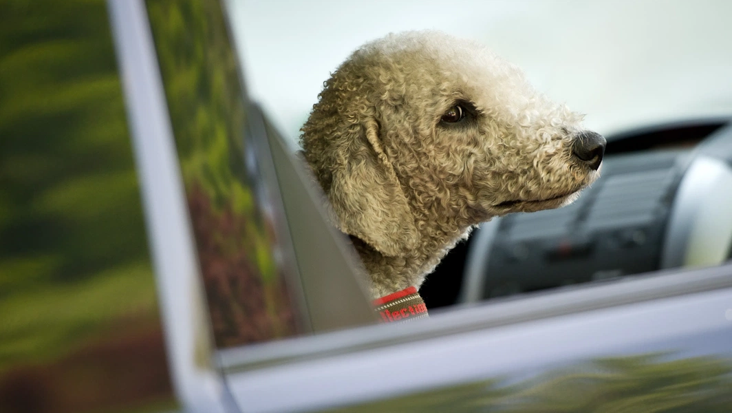 8 reasons dogs behave differently in cars