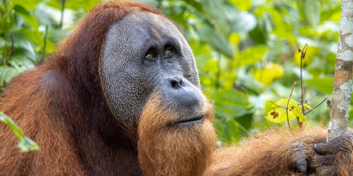 Killer storm wipes out staggering 7 percent of world's rarest apes