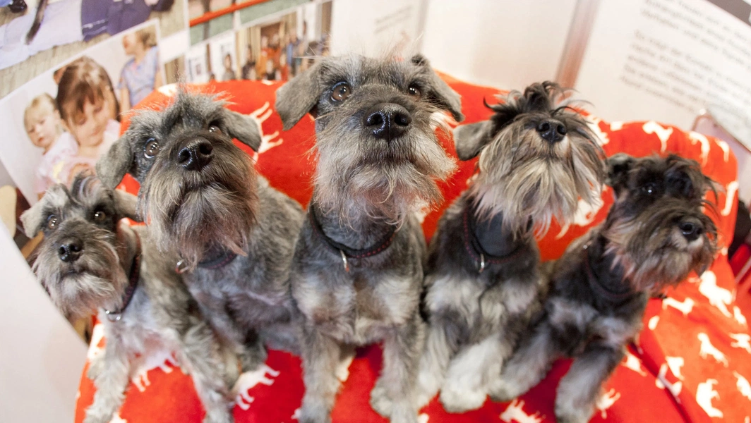 Schnauzer life: From beards to big hearts