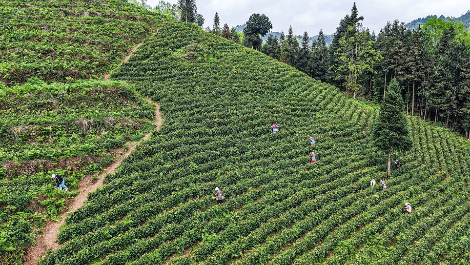 7 leading tea-producing countries worldwide