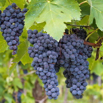 What to do with a grape vine in June – 5 tasks for the best fruits