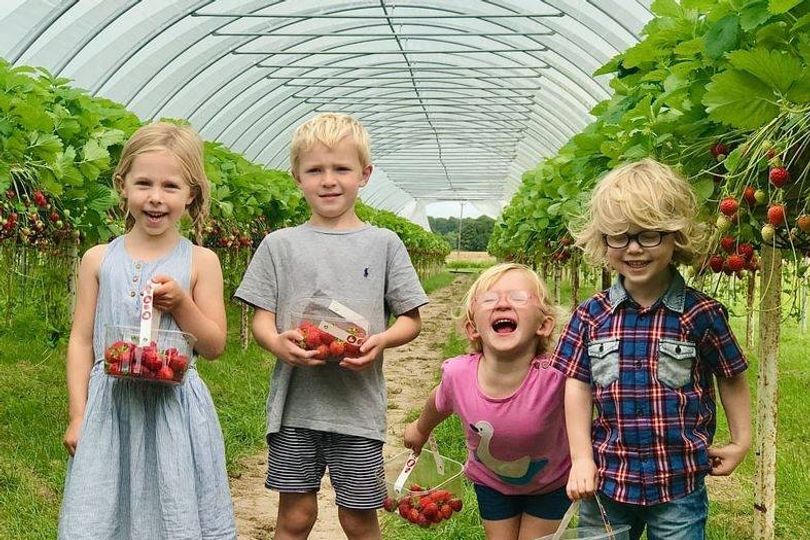 The Cheshire fruit farm with miles of strawberries ripe for the picking