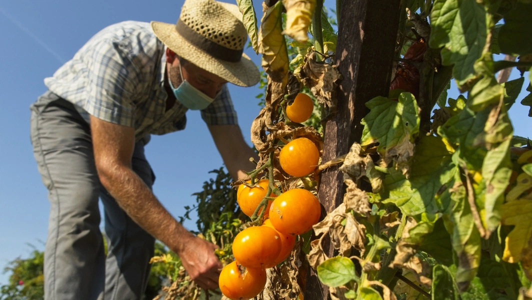 Causes and solutions for wilting tomato plants