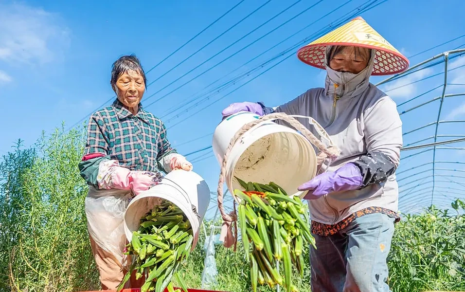 Okra love: From garden to plate