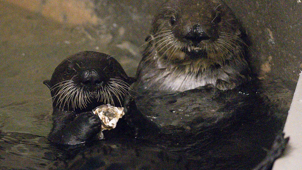 17 fascinating animal behaviors and bonds