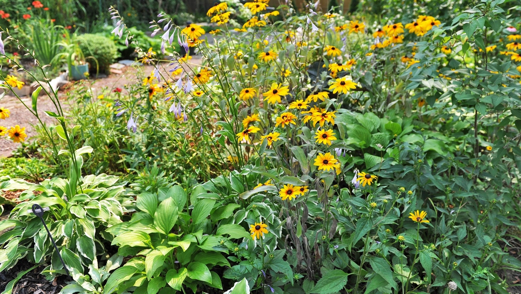 9 bright plants that thrive in shady gardens