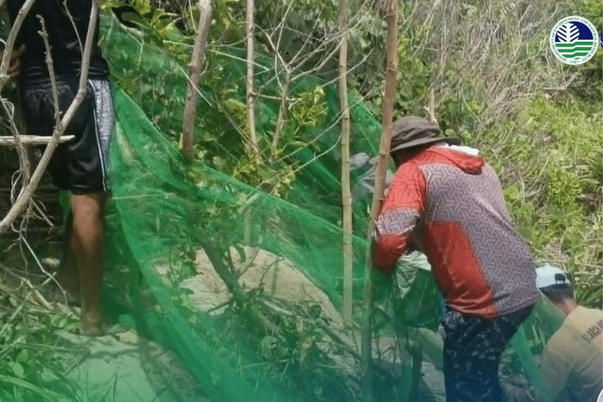 Green sea turtle nesting site discovered in Batanes