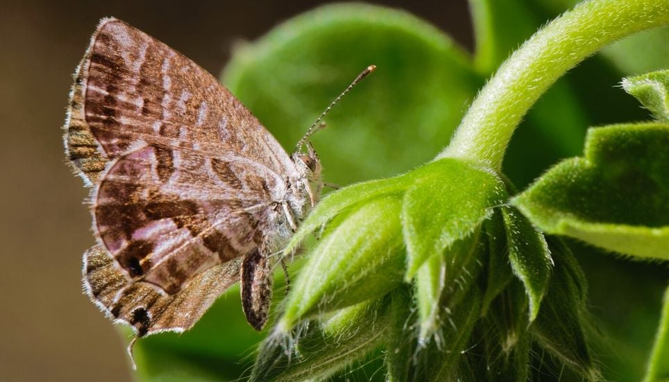 La polilla del geranio está al acecho: 7 estrategias eficaces para ...