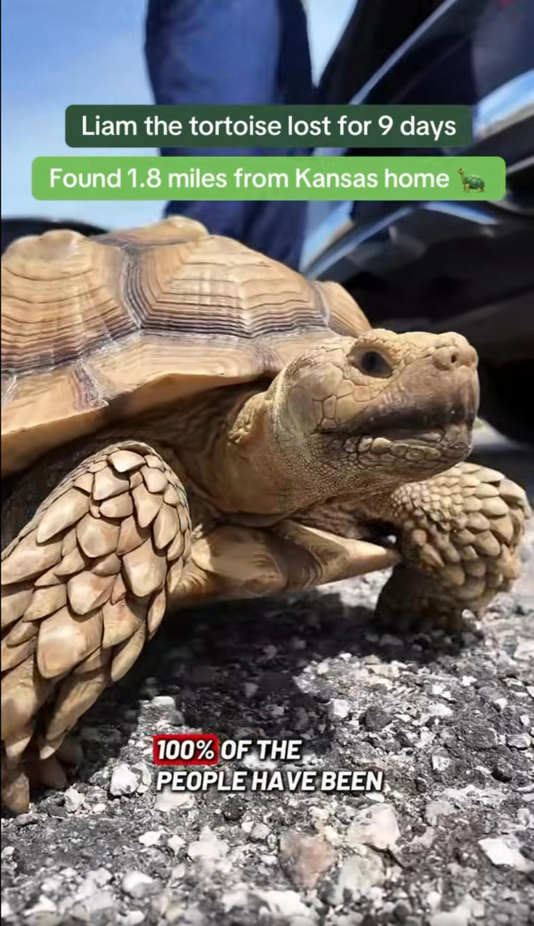 Missing tortoise reunited with family after Missouri search